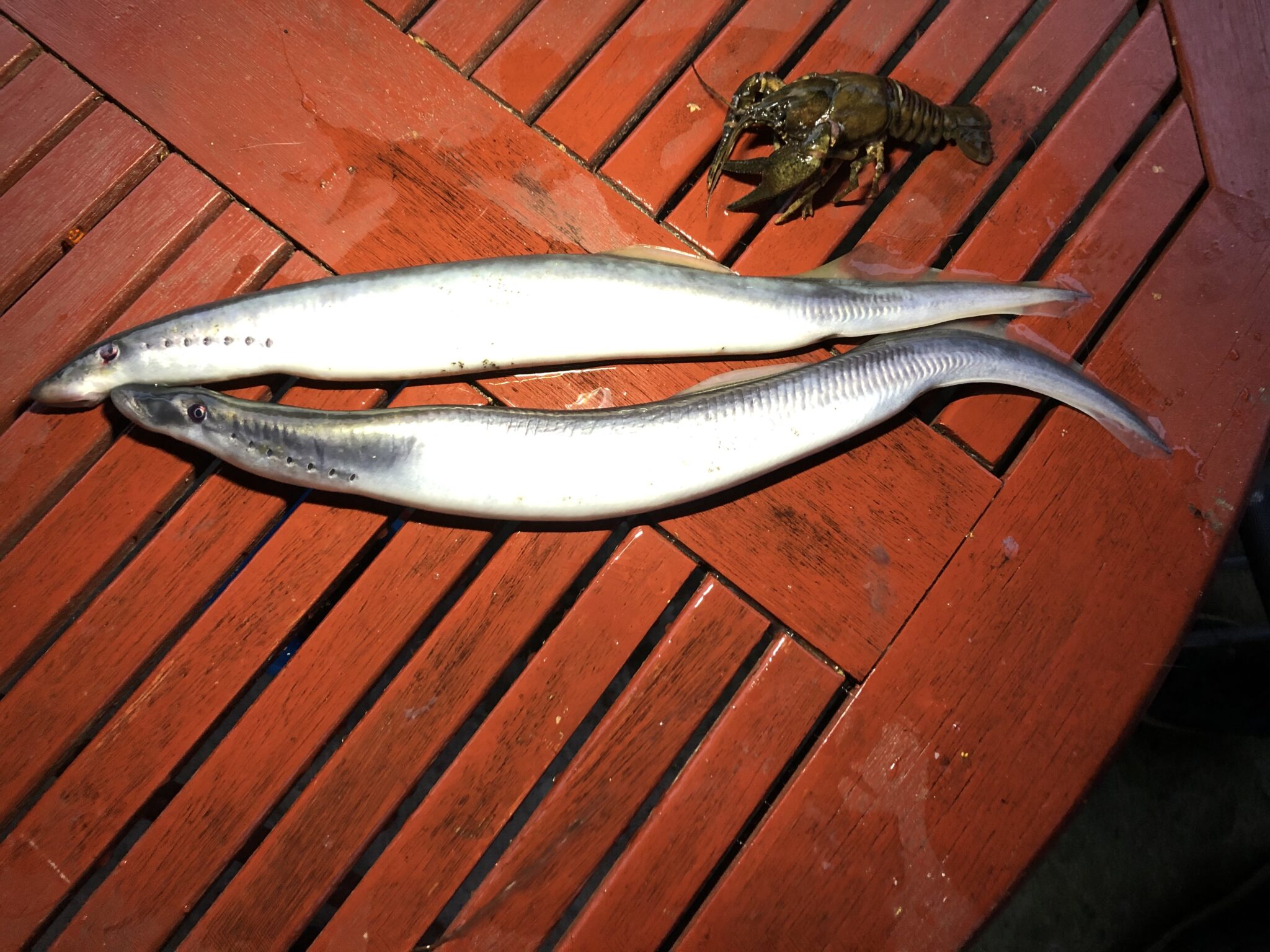 MINÓG RZECZNY CZYLI NIETYPOWA RYBA | Transgraniczny Ośrodek Edukacji ...