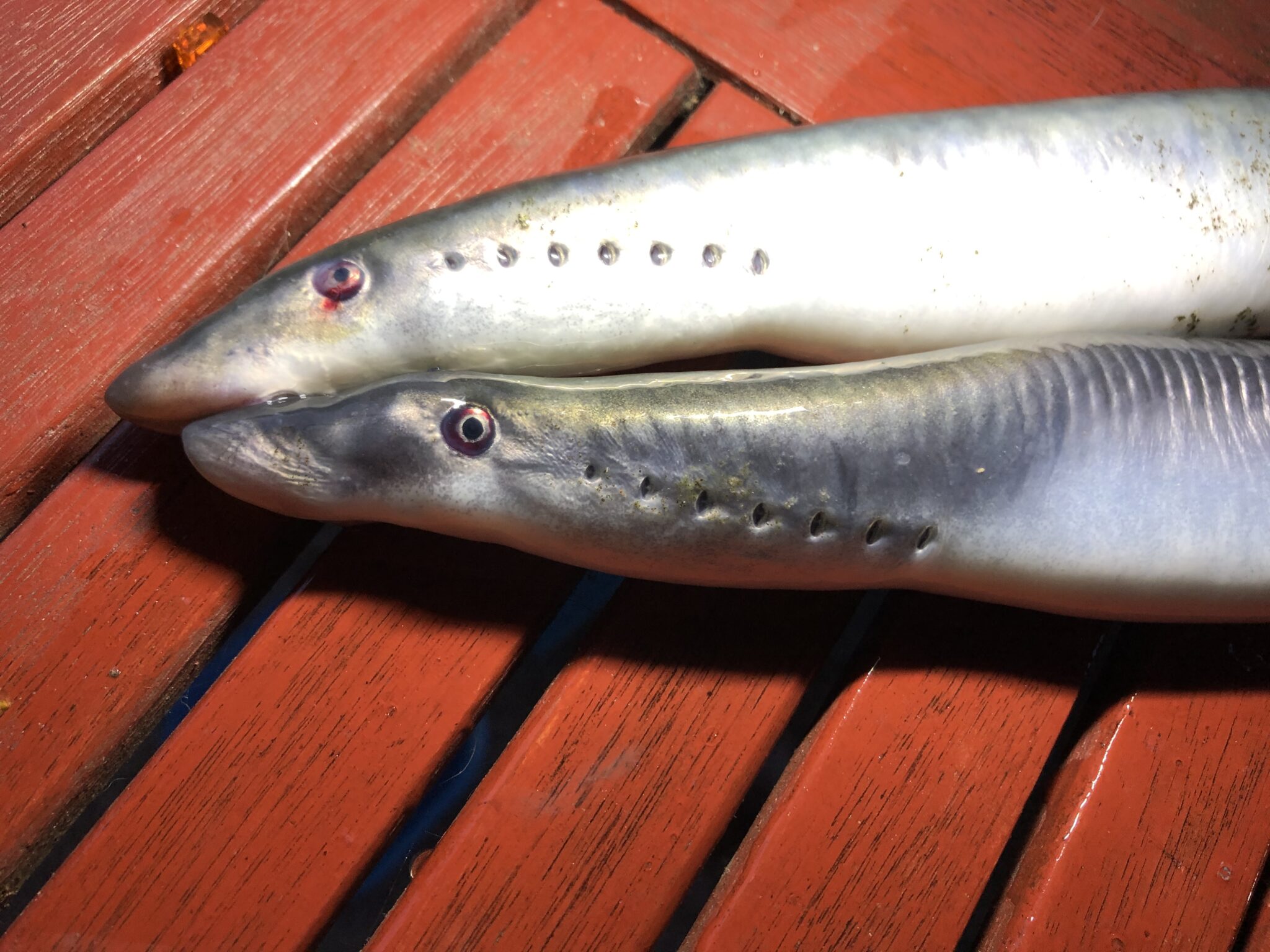 MINÓG RZECZNY CZYLI NIETYPOWA RYBA | Transgraniczny Ośrodek Edukacji ...