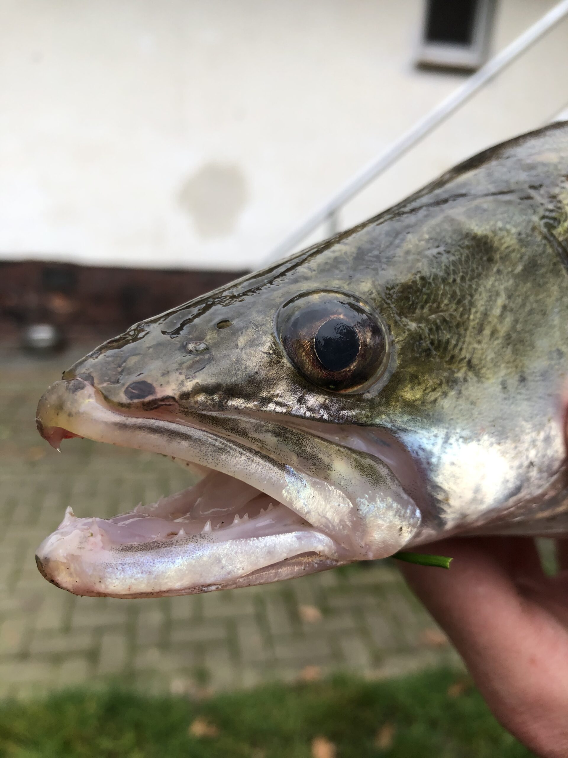 SANDACZ – TROSKLIWY RYBI OJCIEC | Transgraniczny Ośrodek Edukacji ...